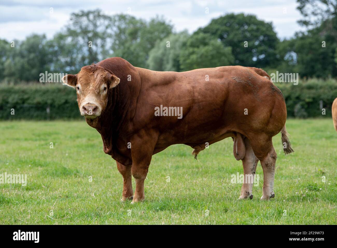 Bull in north yorkshire field hi-res stock photography and images - Alamy