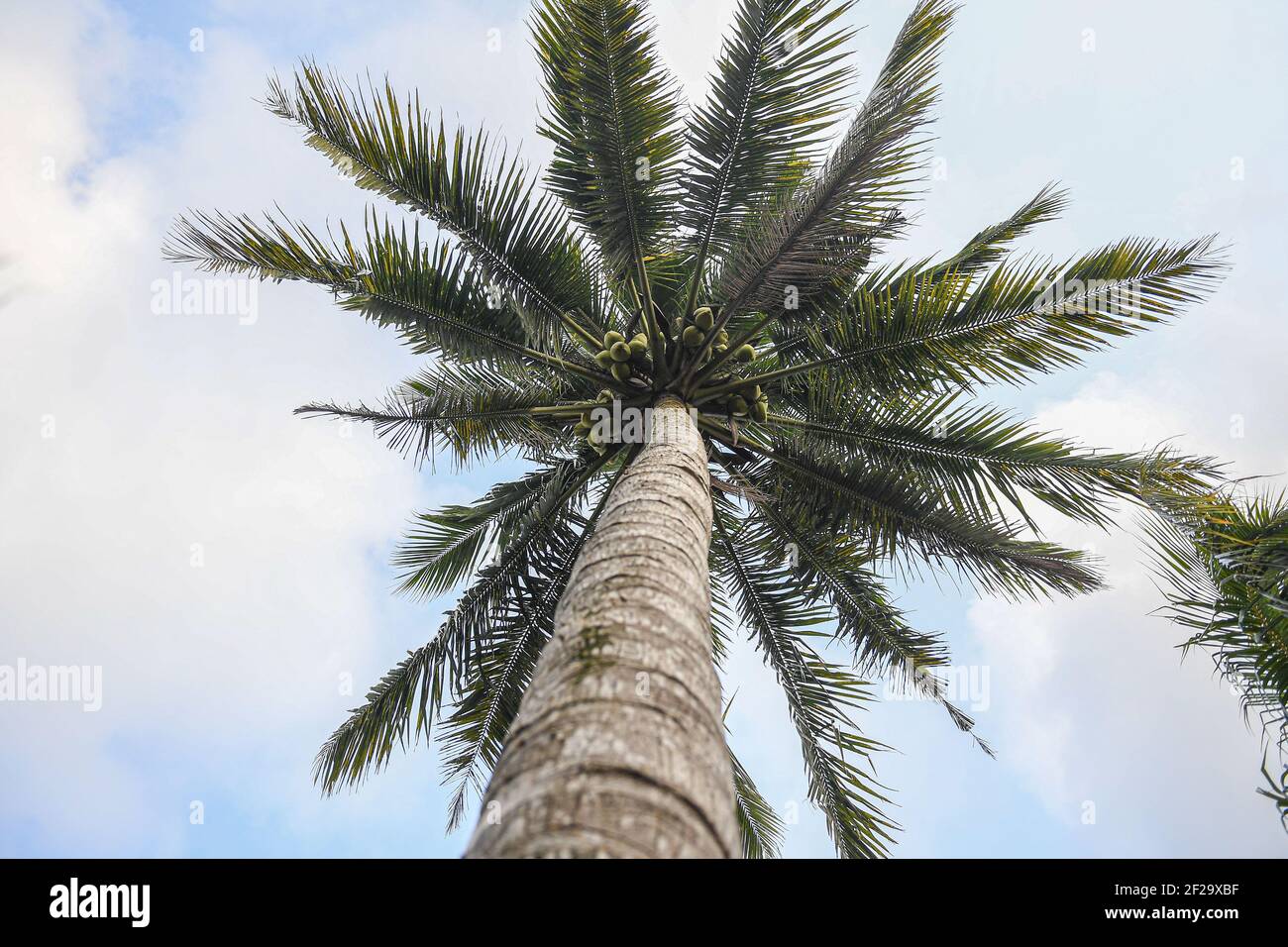 Dwarf coconut tree hi-res stock photography and images - Alamy