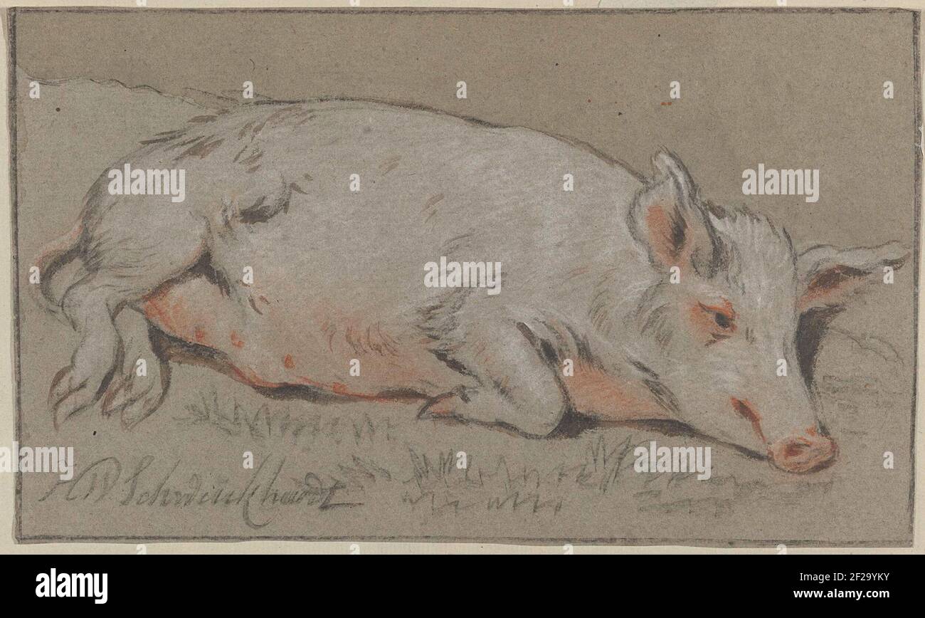 Lying pig hi-res stock photography and images - Alamy
