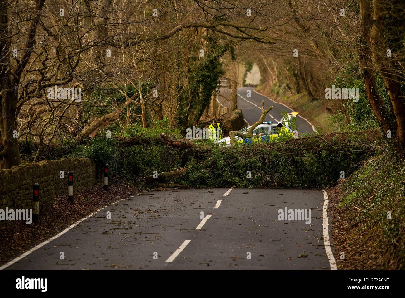 Fallen tree blocking road hi-res stock photography and images - Alamy