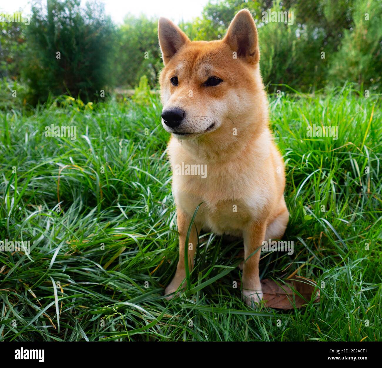 Cachorro Shiba Crema Shiba Inu Puppies For Sale, Belgian Breeder