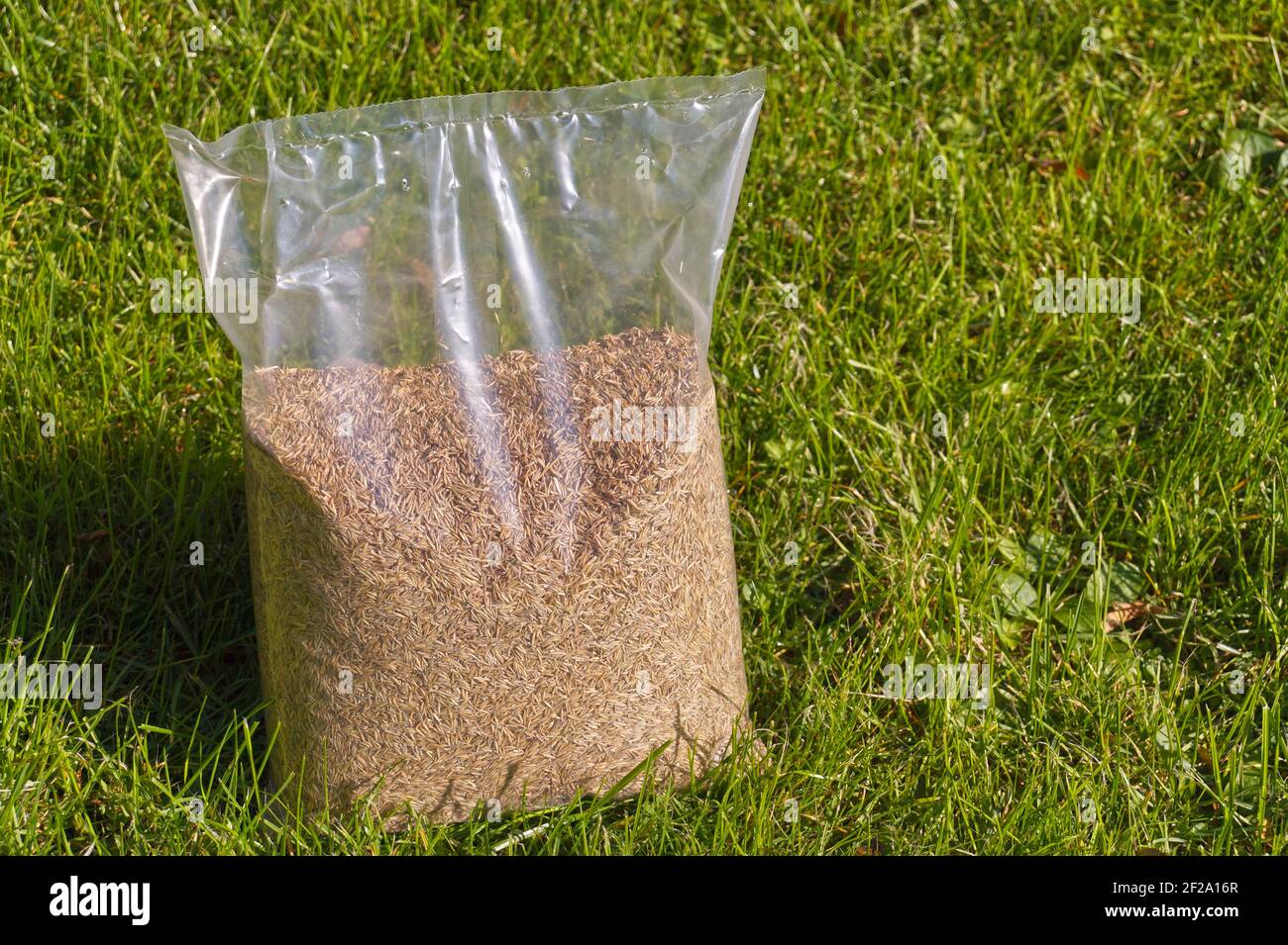 Sowing grass, setting up a lawn. Foil packaging with grass seeds Stock ...