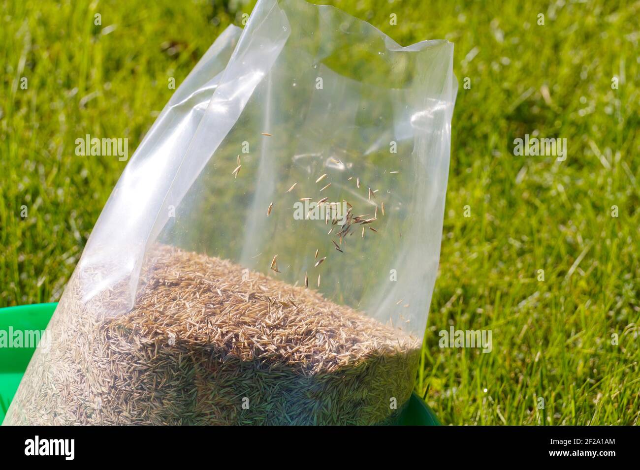 Foil packaging with grass seeds. Sowing grass, setting up a lawn Stock ...