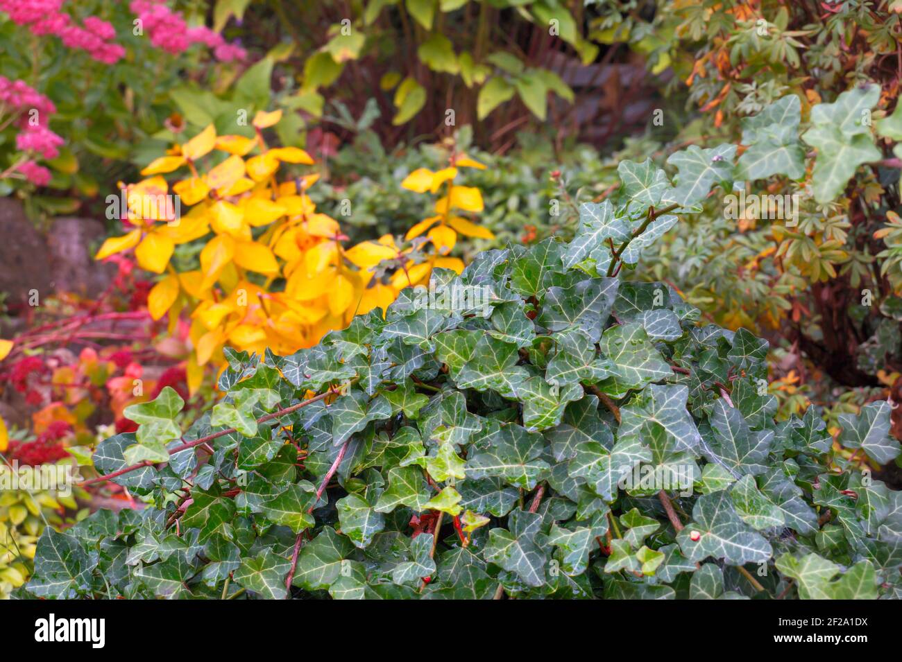 English ivy plant hi-res stock photography and images - Alamy