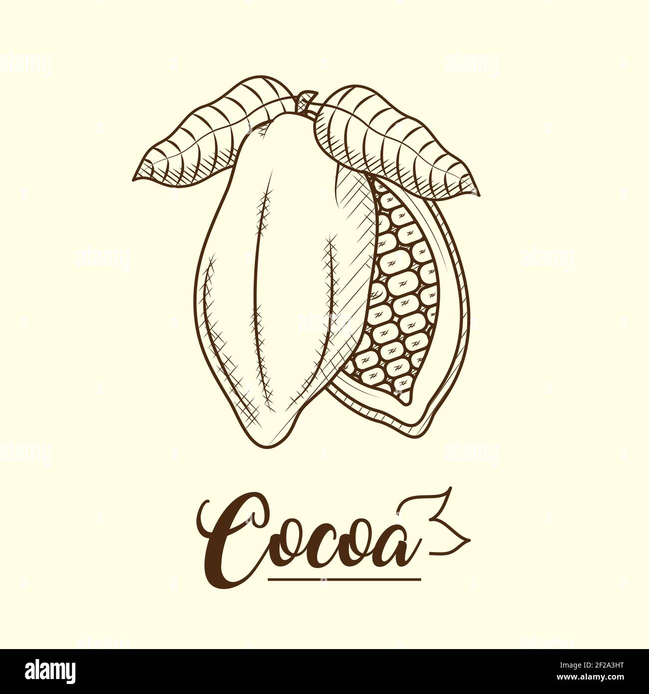 cocoa design with cocoa fruit Stock Vector Image & Art - Alamy