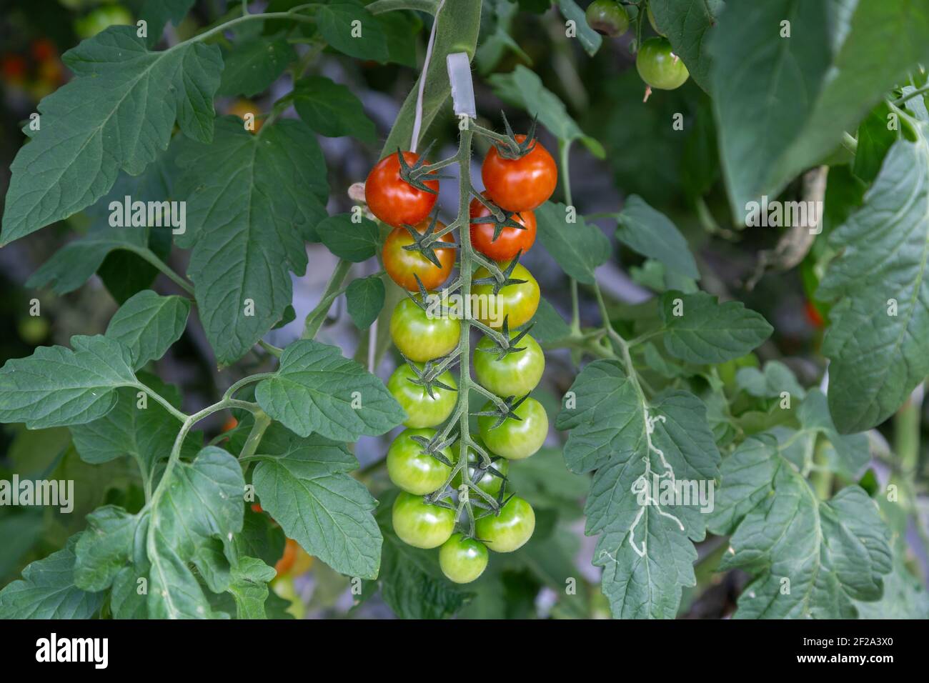 Tomato leaf miner hi-res stock photography and images - Alamy