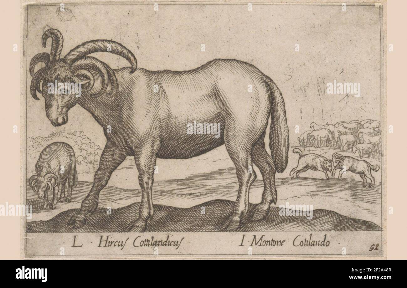 Montone i hi-res stock photography and images - Alamy