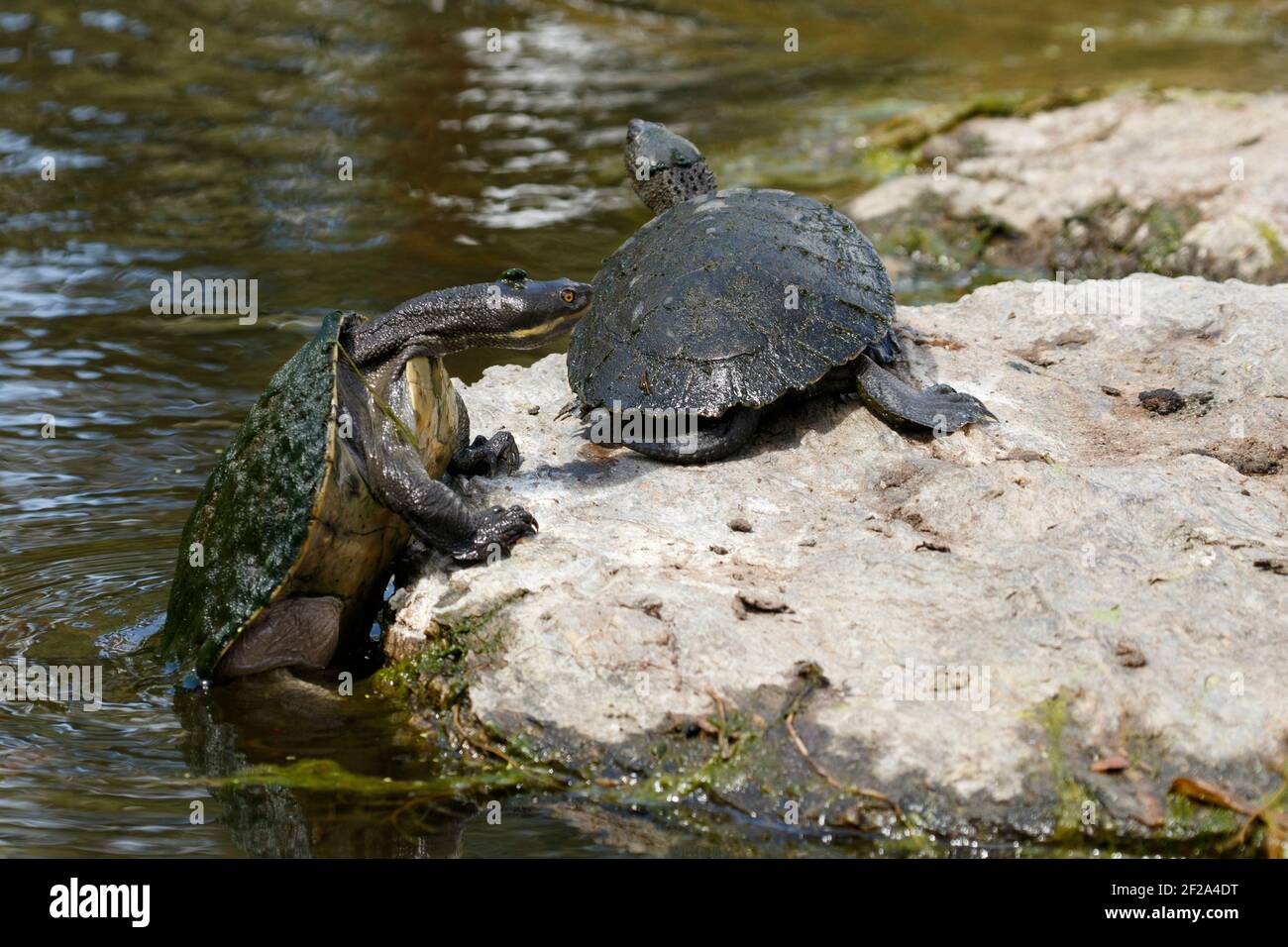 Saw-Shelled Turtle (Myuchelys latisternum) and Macquarie River Trutle ...