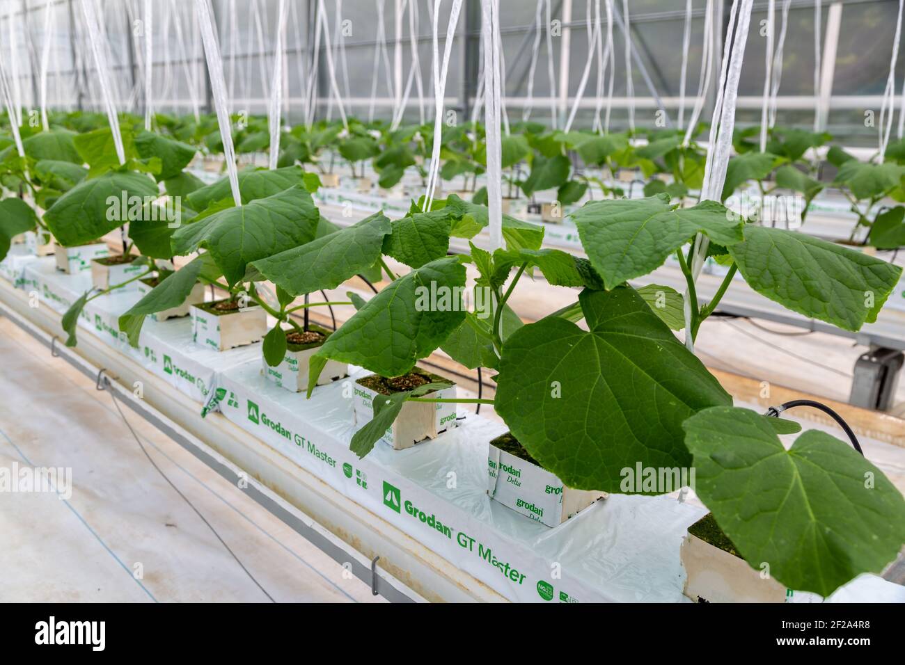 Cucumbers grown in a modern hydroponic greenhouse on a rock wool ...