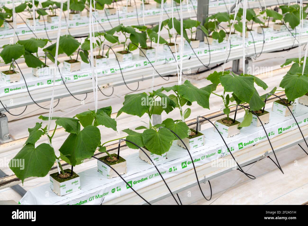 Cucumbers grown in a modern hydroponic greenhouse on a rock wool ...