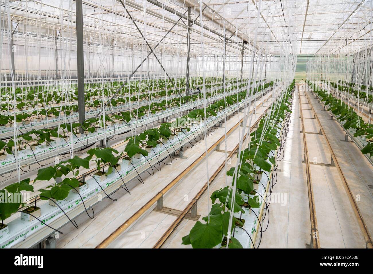 Hydroponic substrate hi-res stock photography and images - Alamy