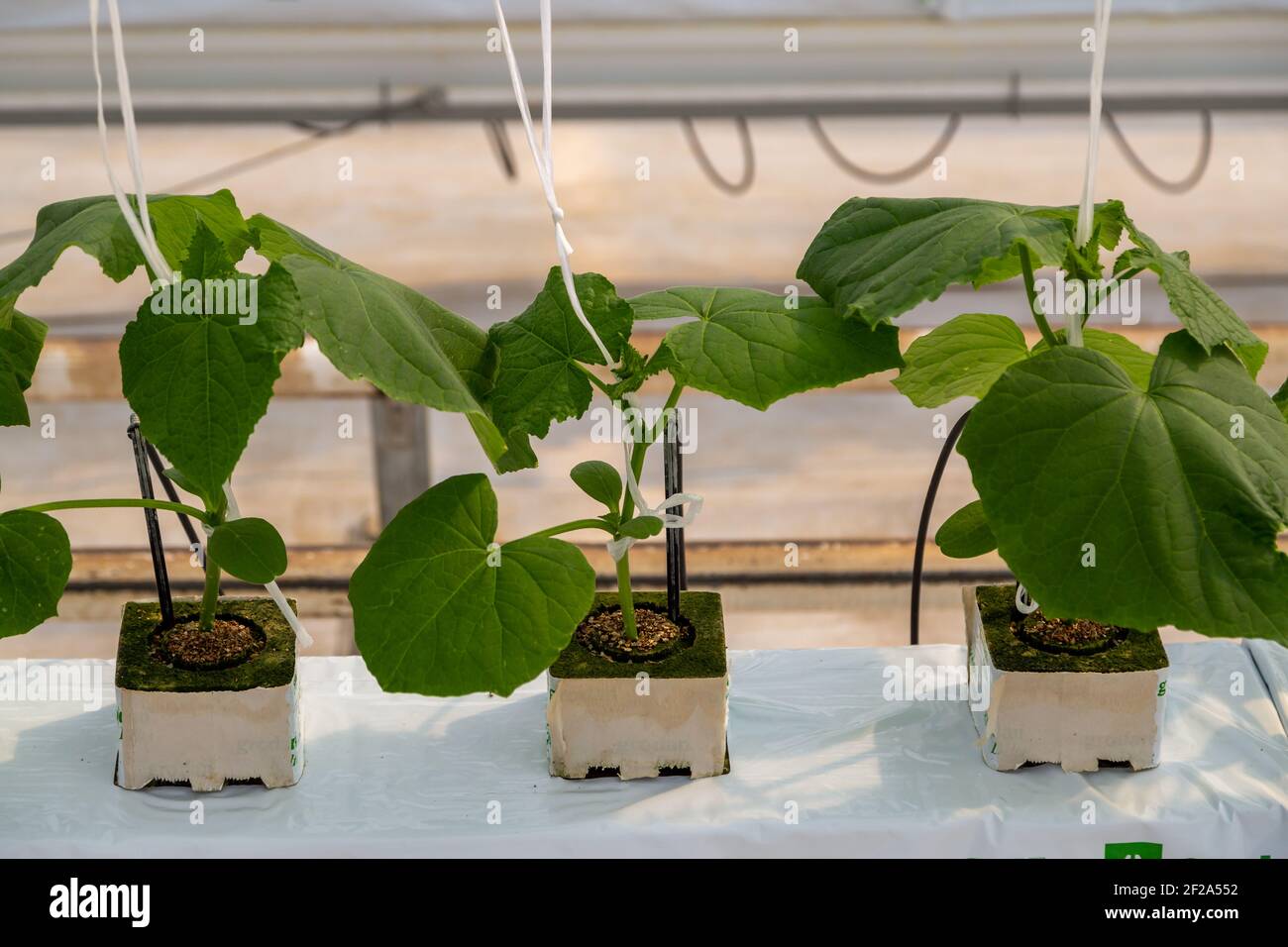 Cucumbers grown in a modern hydroponic greenhouse on a rock wool ...