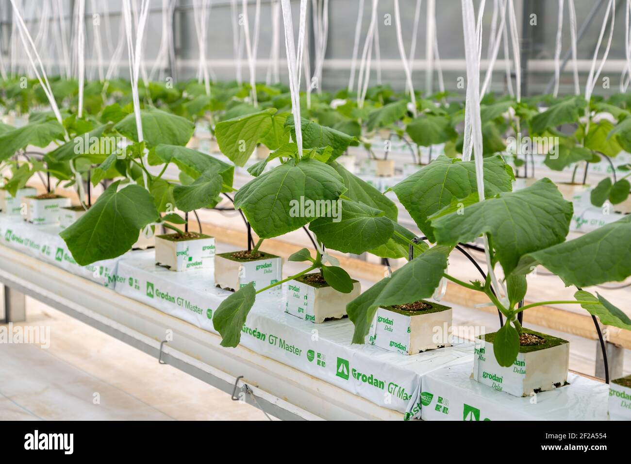 Cucumbers grown in a modern hydroponic greenhouse on a rock wool ...