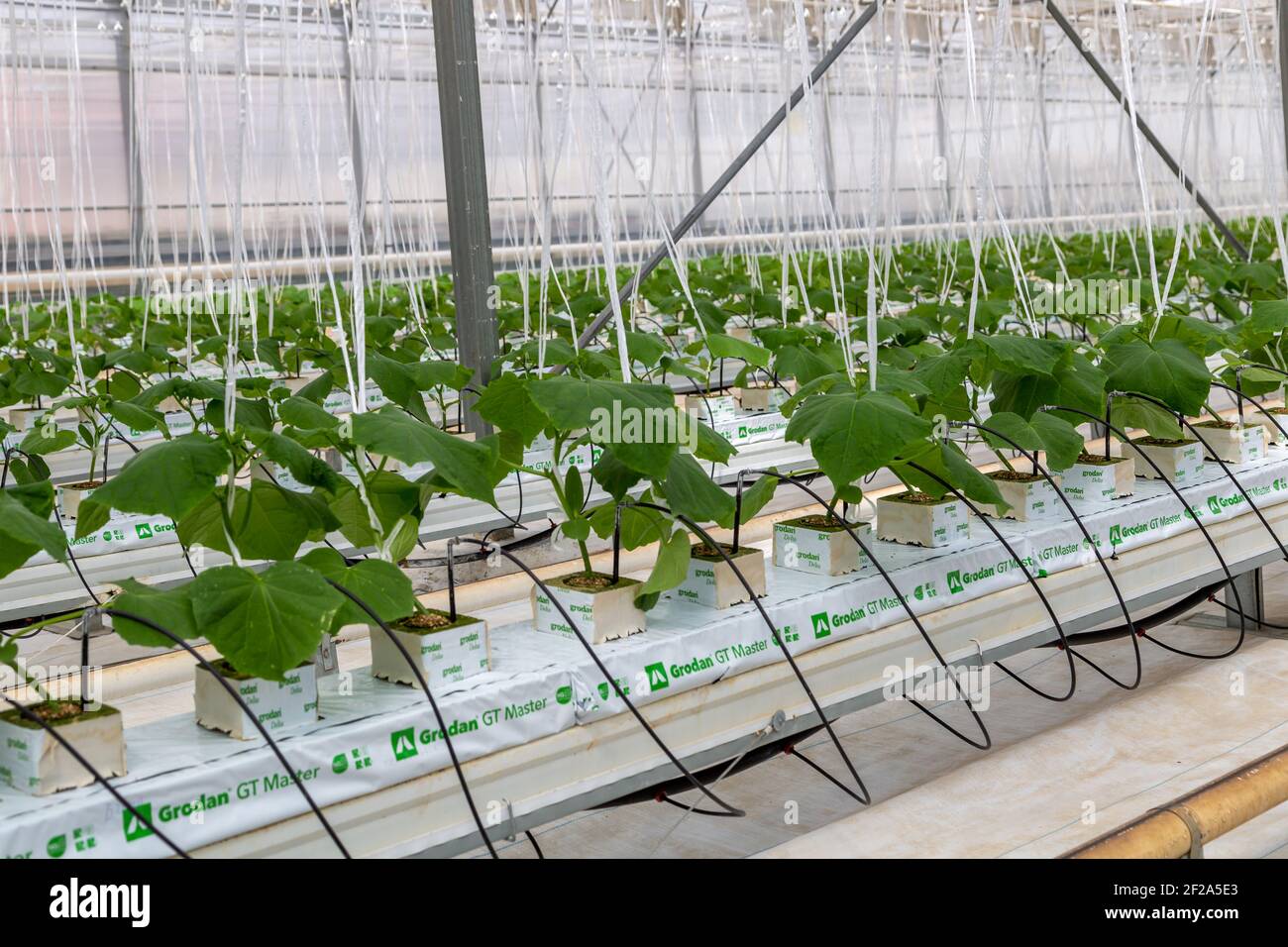Hydroponic Greenhouse Cucumbers