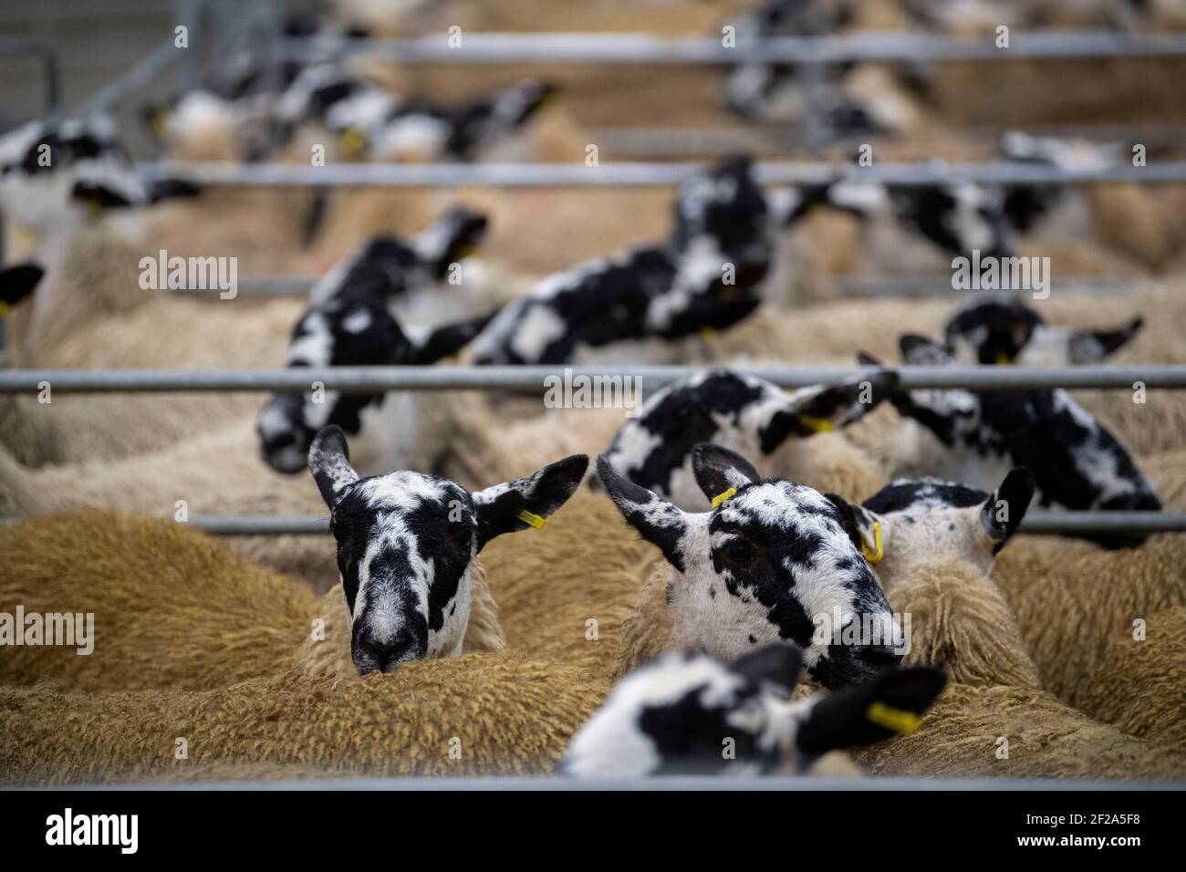 North of England Mule gimmer lambs at a sale in the North of England ...