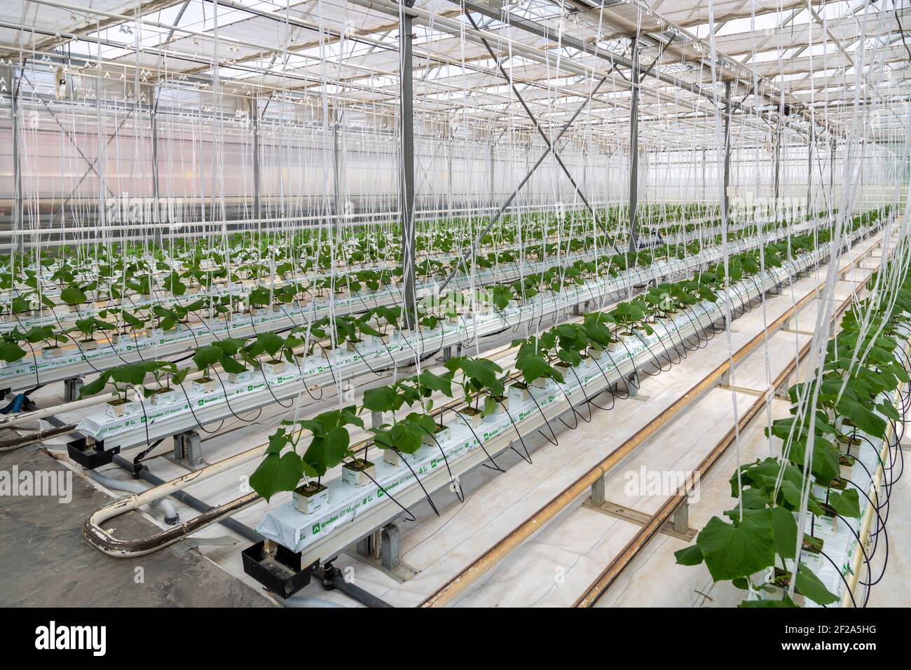 Hydroponic substrate hi-res stock photography and images - Alamy