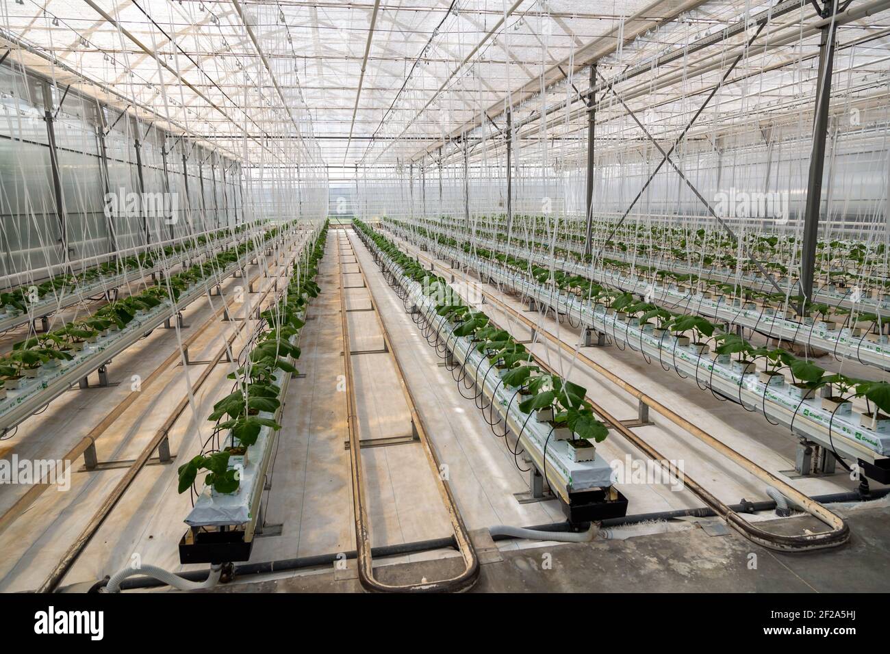 Cucumbers grown in a modern hydroponic greenhouse on a rock wool ...