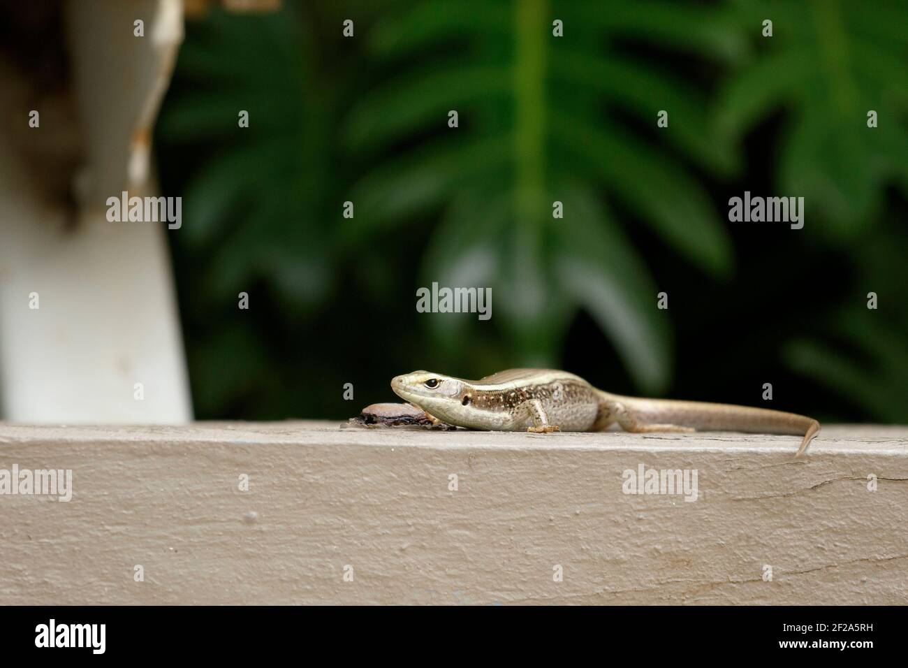 Eastern Water Skink (Eulamprus quoyii) in suburban backyard in Brisbane ...