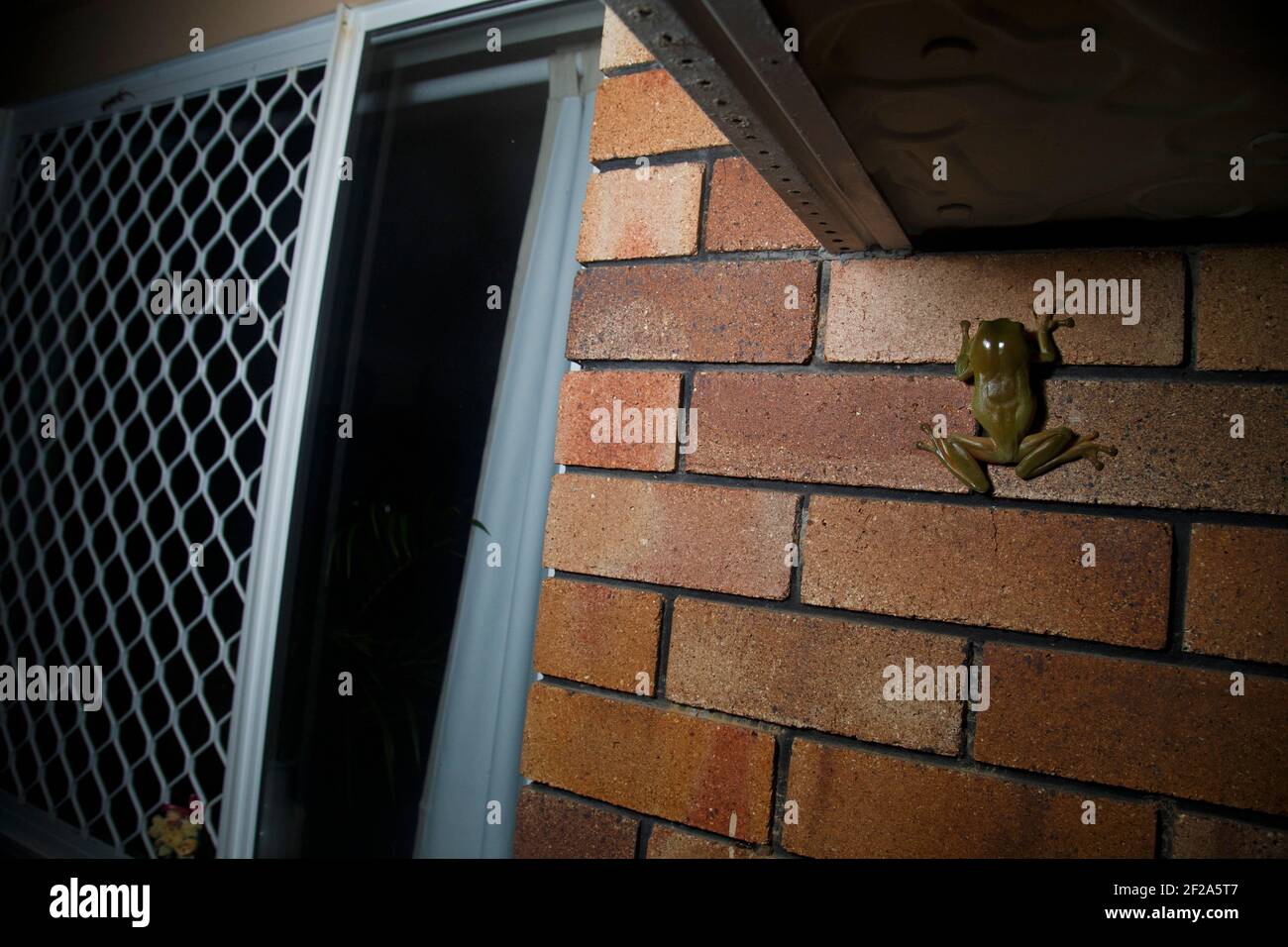 Green Tree Frog (Litoria caerulea) climbing wall in suburban Yeppoon ...