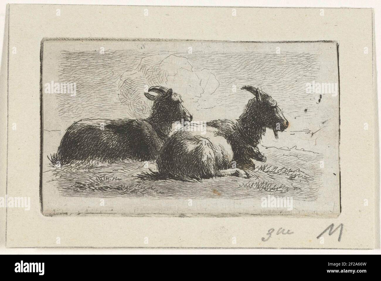 Two lying goats Stock Photo - Alamy