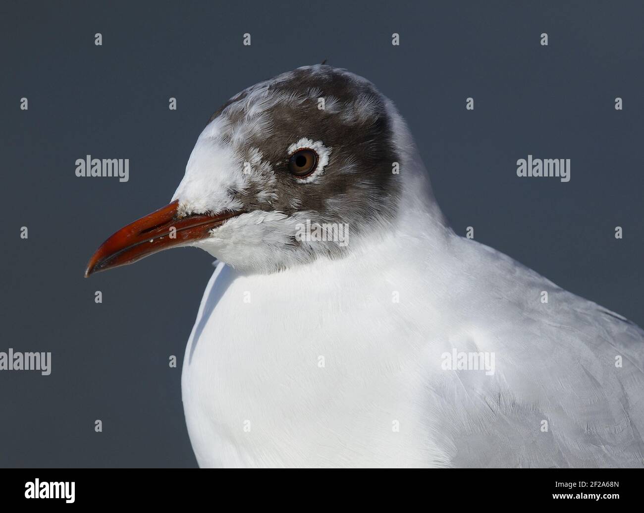 Black-Headed Gull (Larus ridibundud) plumage changing from winter to ...