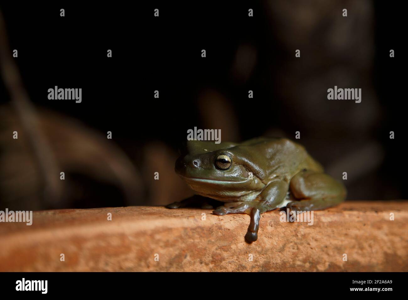 Green Tree Frog (Litoria caerulea) in suburban Yeppoon, Queensland ...