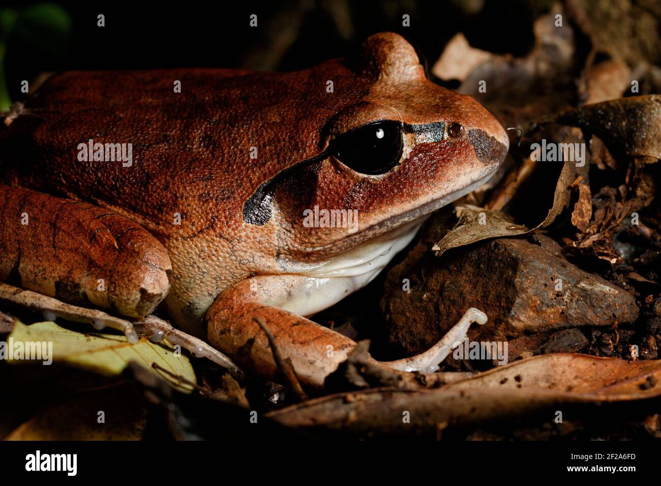 Great Barred Frog (Mixophyes fasciolatus).Mt Glorious section of D ...