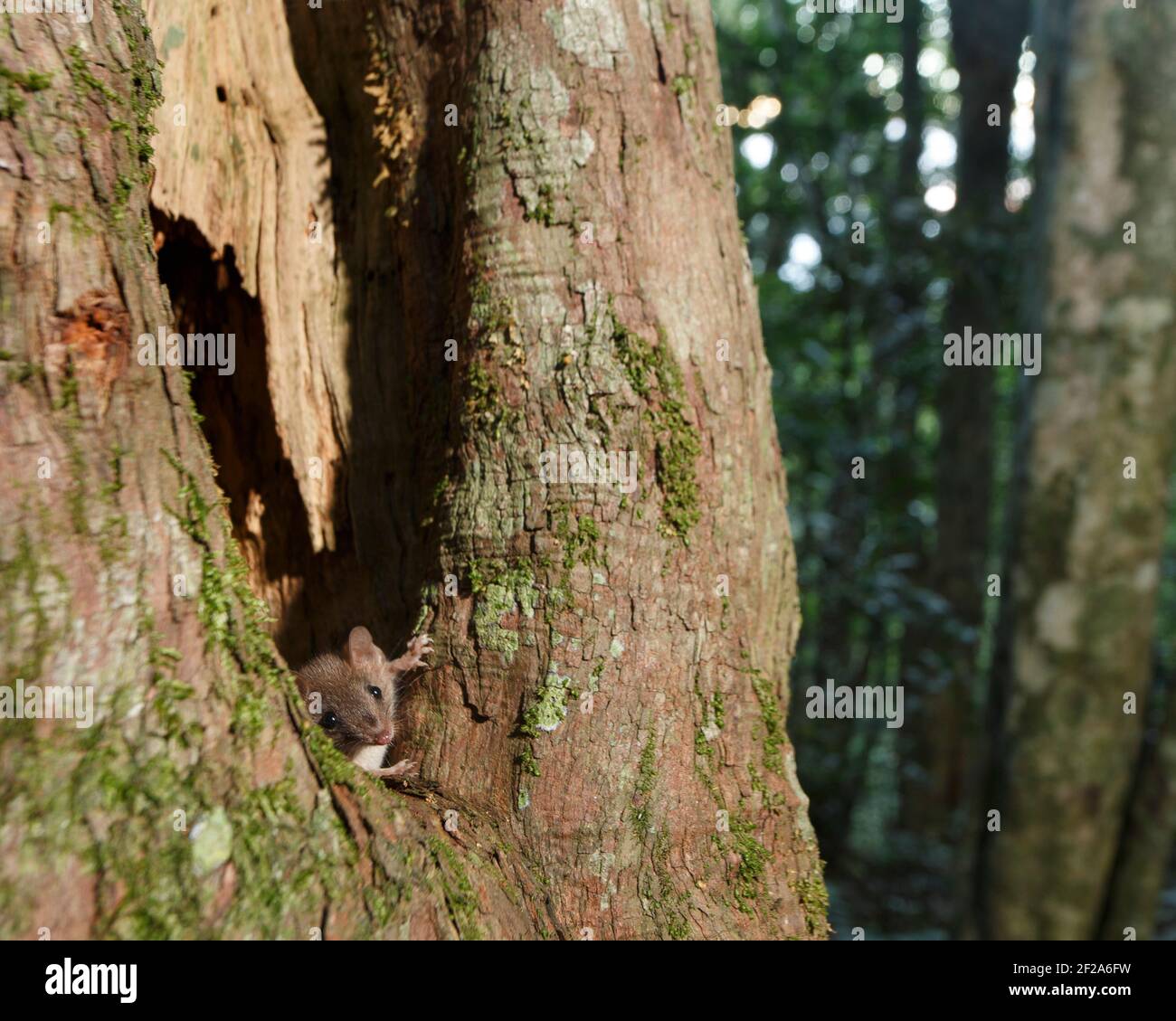 Subtropical Antechinus (Antechinus subtropicus) emerging from hiding at ...
