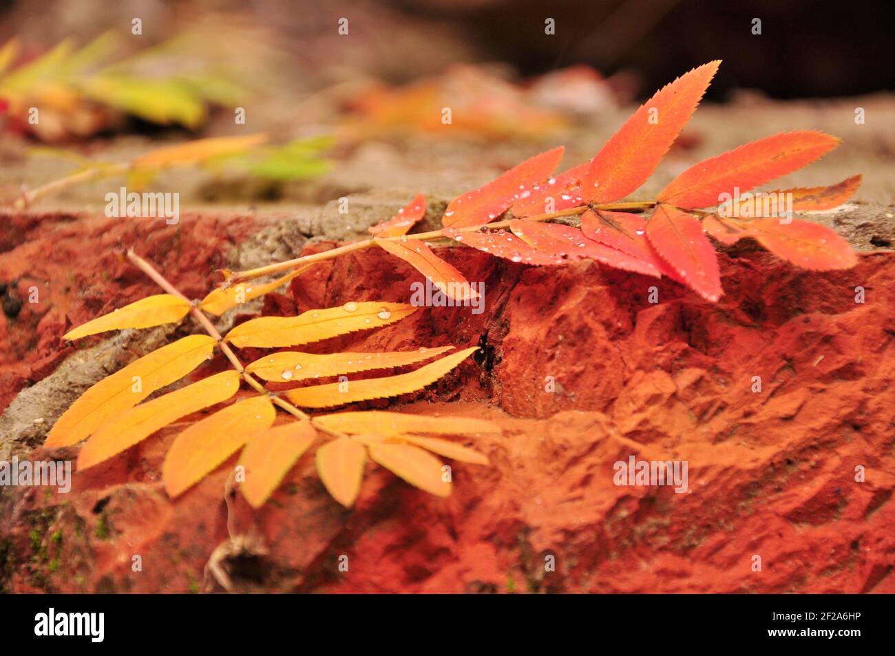 colorful autumn leaves of the ash tree lie on the stone Stock Photo - Alamy