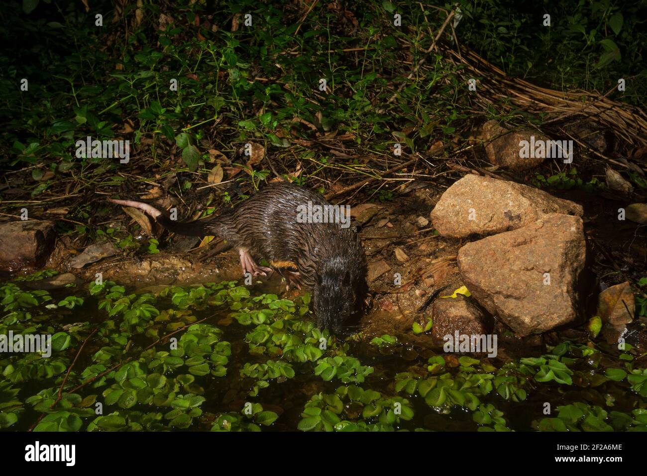 Australian Native Water Rat, Rakali (Hydromys chrysogaster ...