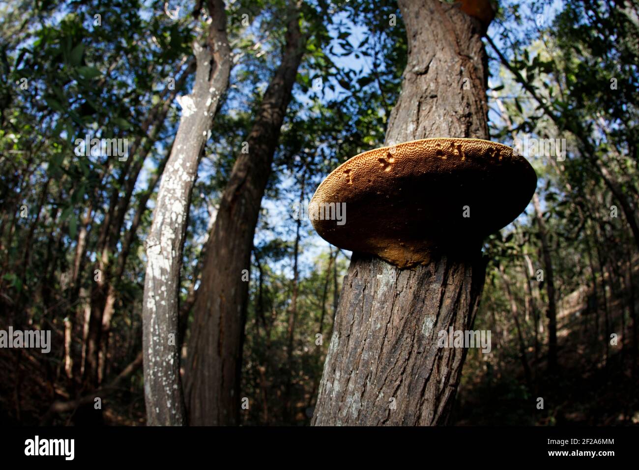 Large fungi on a tree in an open forest in Brisbane, Queensland ...