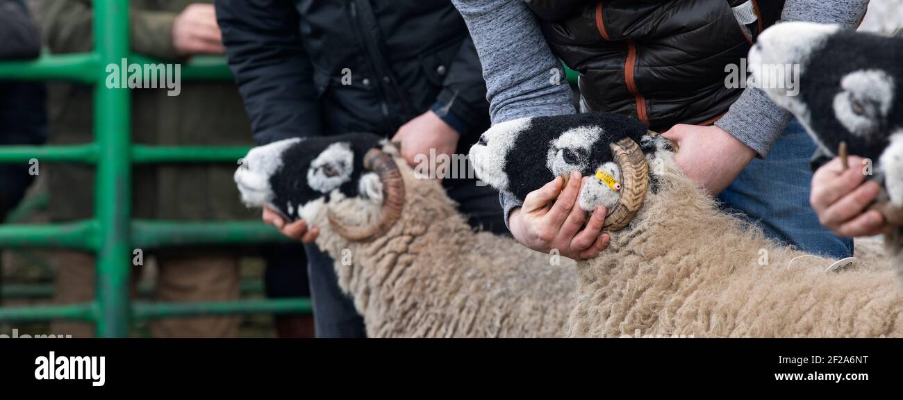 Judging female Swaledale sheep at an in-lamb sale, Cumbria, UK Stock ...