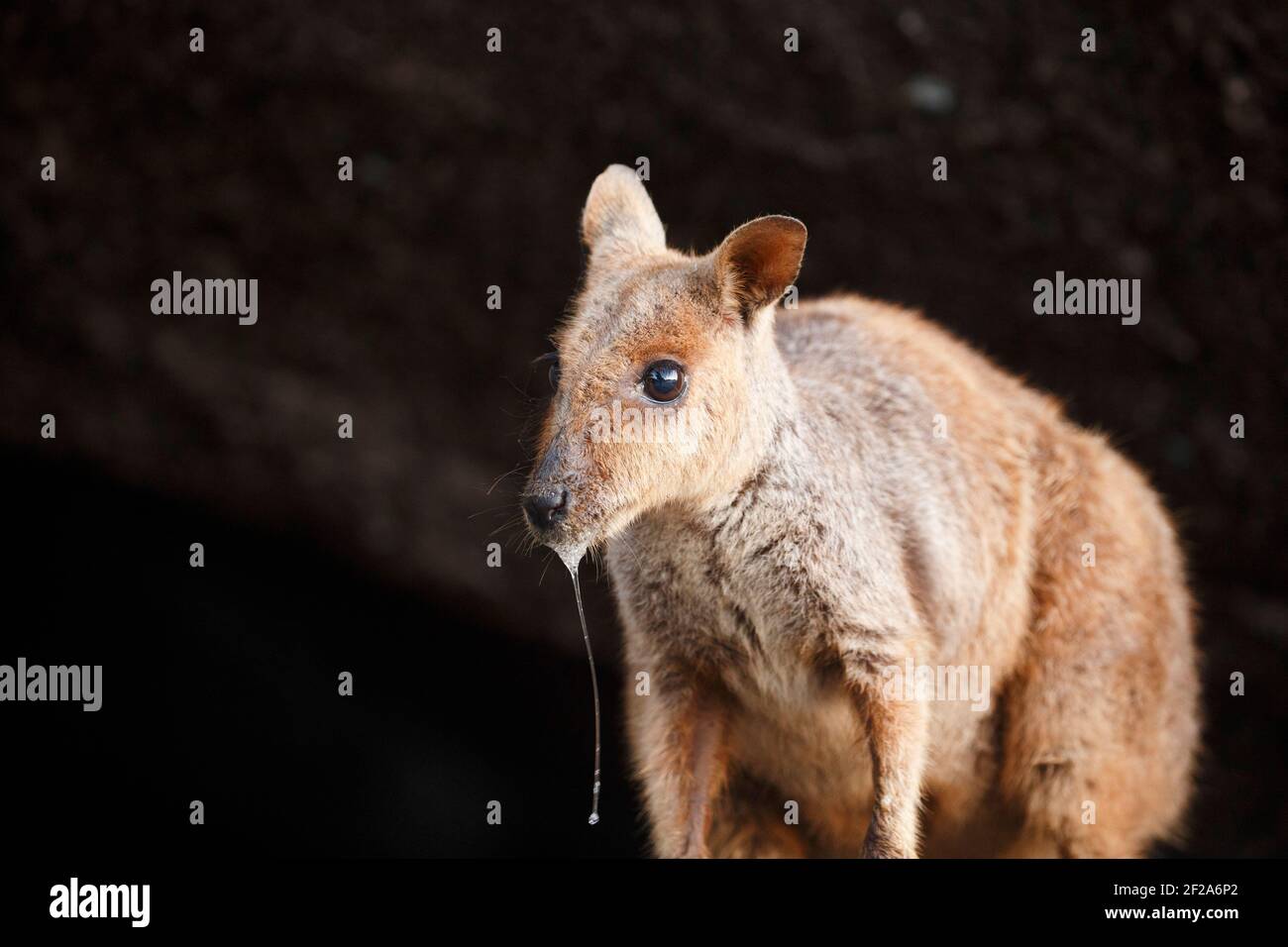 A very old Allied Rock Wallaby (Petrogale assimilis) at Magnetic Island ...