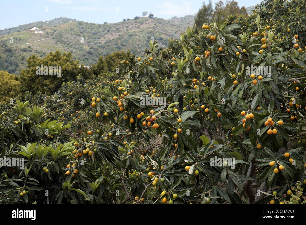 Japanese plum tree hi-res stock photography and images - Alamy