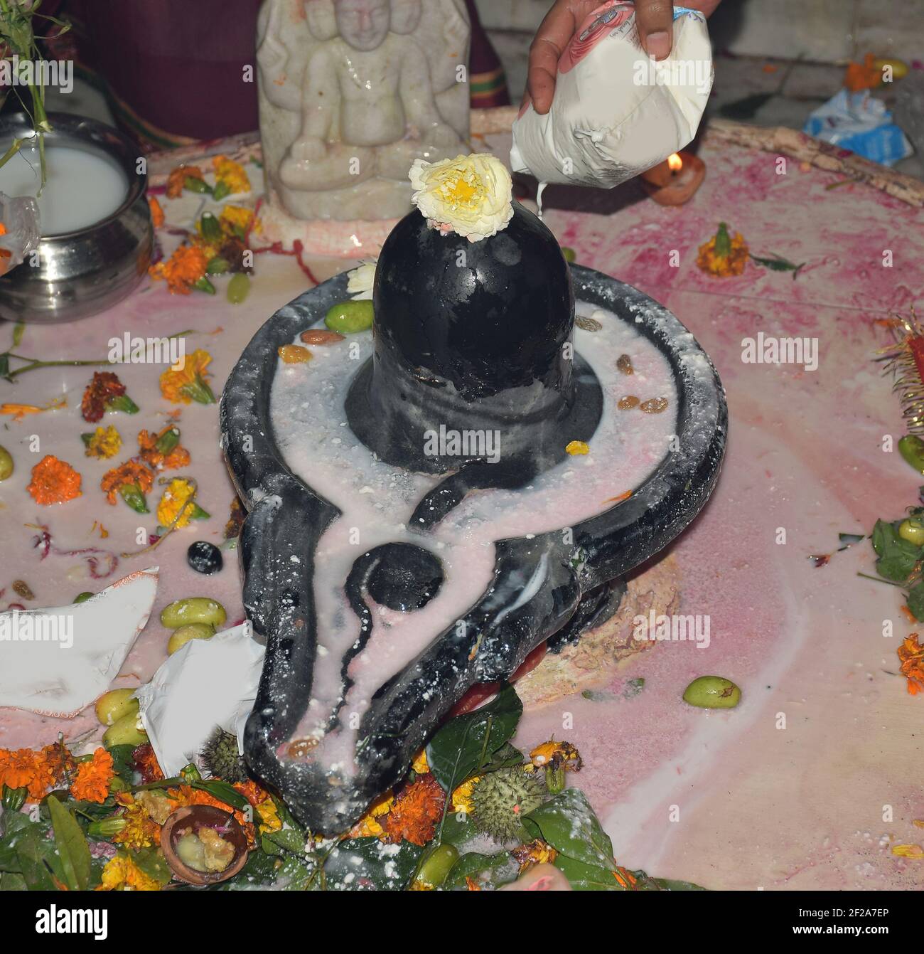 Maha Shivratri - Hindu Devotees pour milk over shivling or shivlingam ...