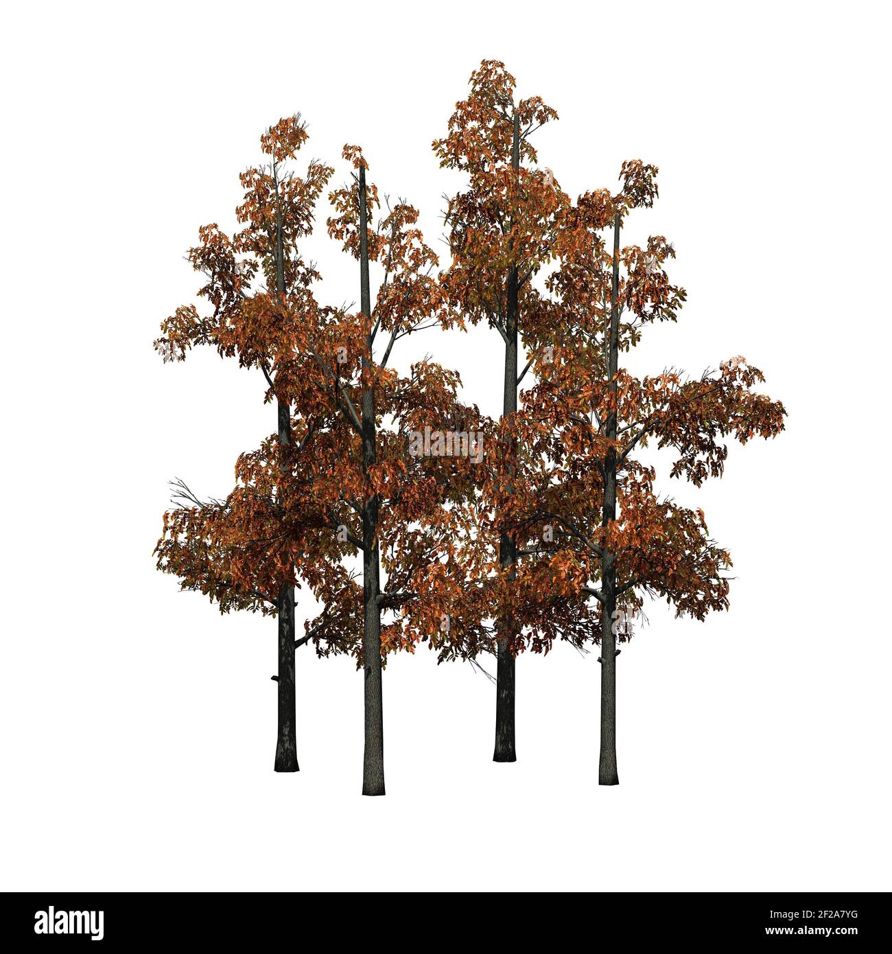 a group of Sourwood Trees in autumn - isolated on white background - 3D ...