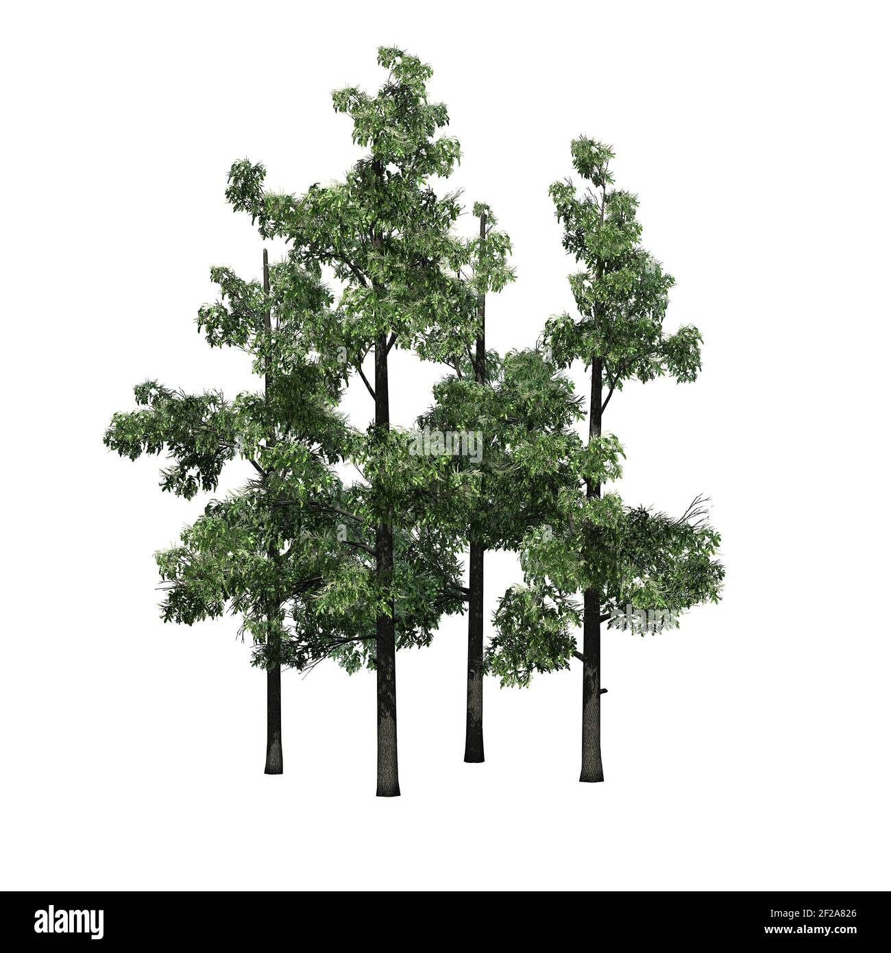 a group of Sourwood Trees in spring - isolated on white background - 3D ...