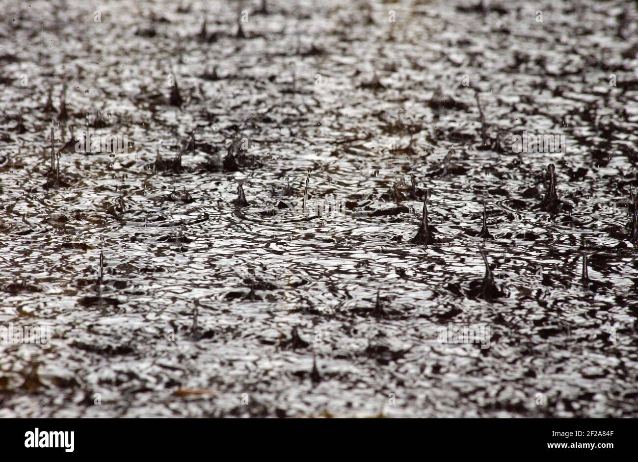 Puddles, RAW.31 July 2002 photo Andy Paradise Stock Photo - Alamy