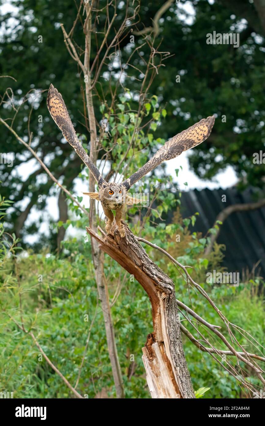 A Eurasian Eagle Owl or Eagle Owl Flying above a tree stump in the ...