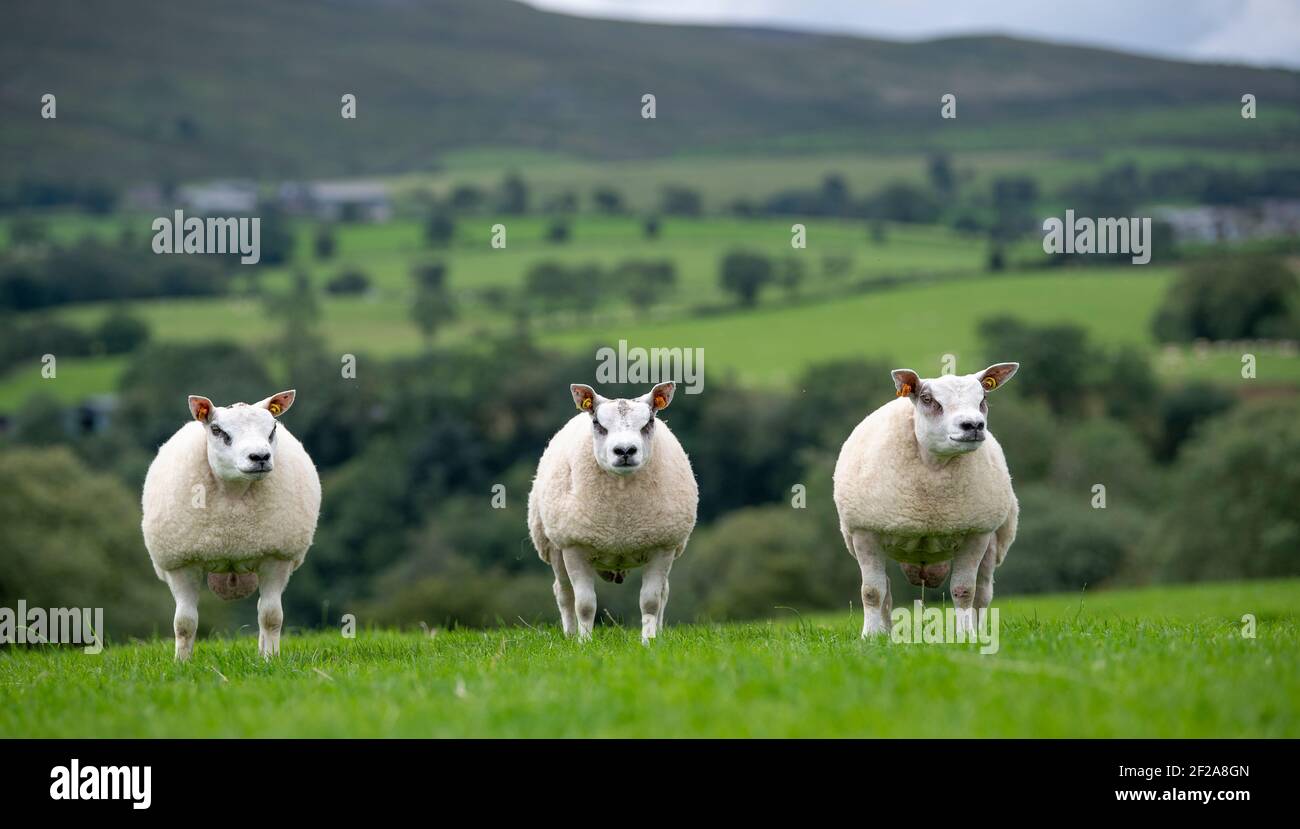 Pedigree Beltex ram lambs in a lush pasture, Cumbria, UK Stock Photo ...