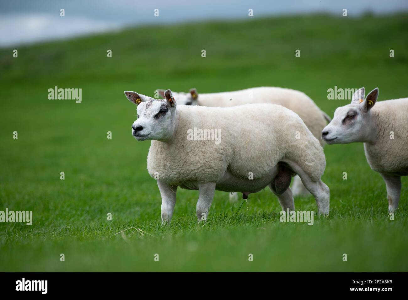 Pedigree Beltex ram lambs in a lush pasture, Cumbria, UK Stock Photo ...