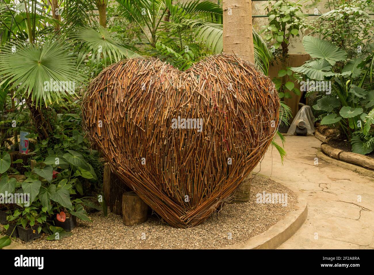 Heart shape decoration in orangery. Exotic plant collection. Winter ...