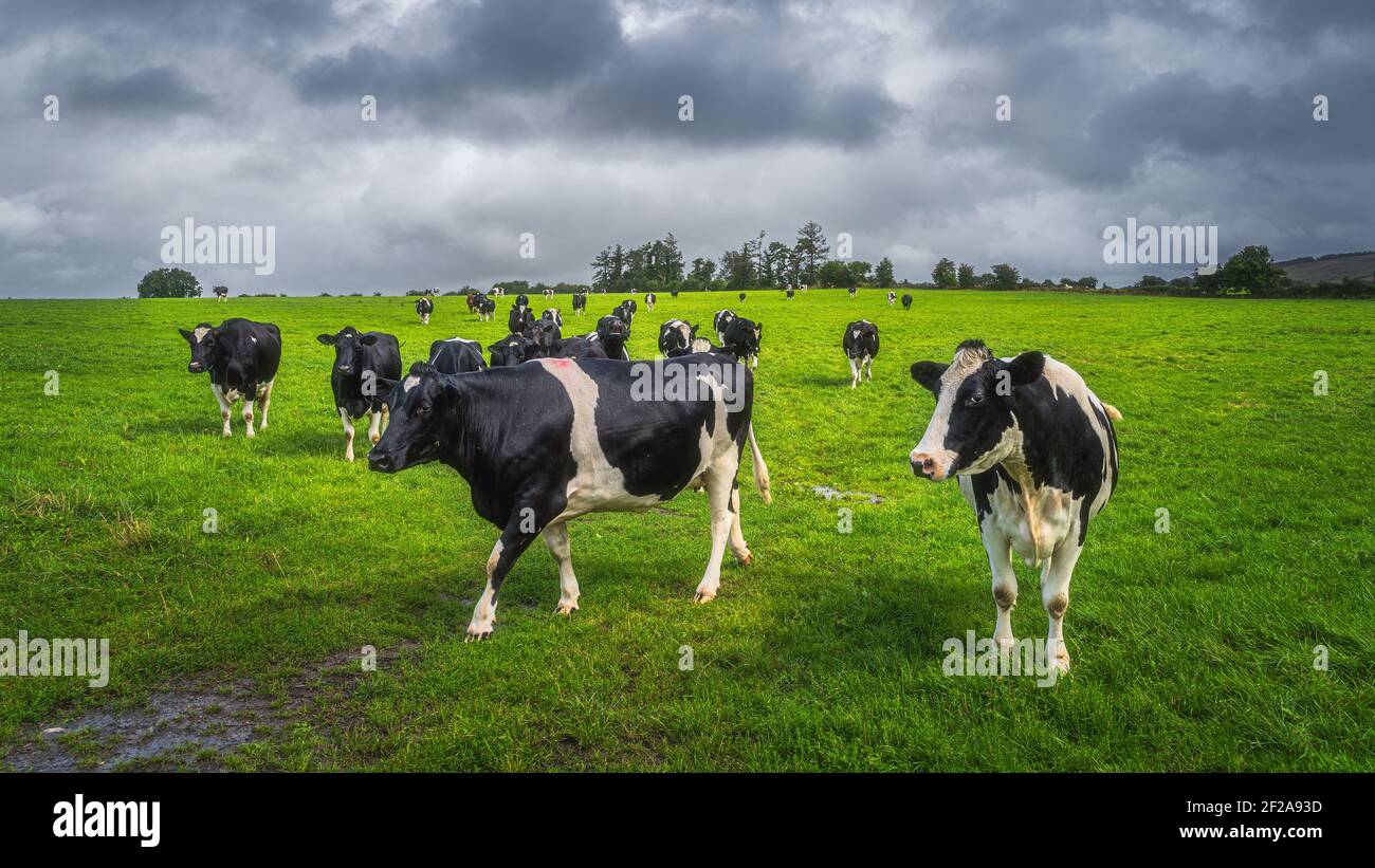 Black angus looking at camera hi-res stock photography and images - Alamy