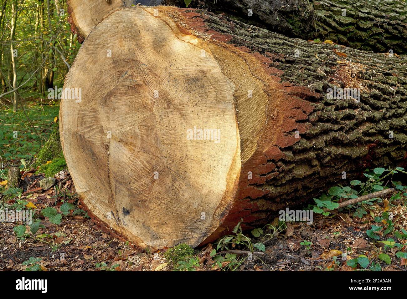 Forestry and logging. A big oak trunk Stock Photo - Alamy