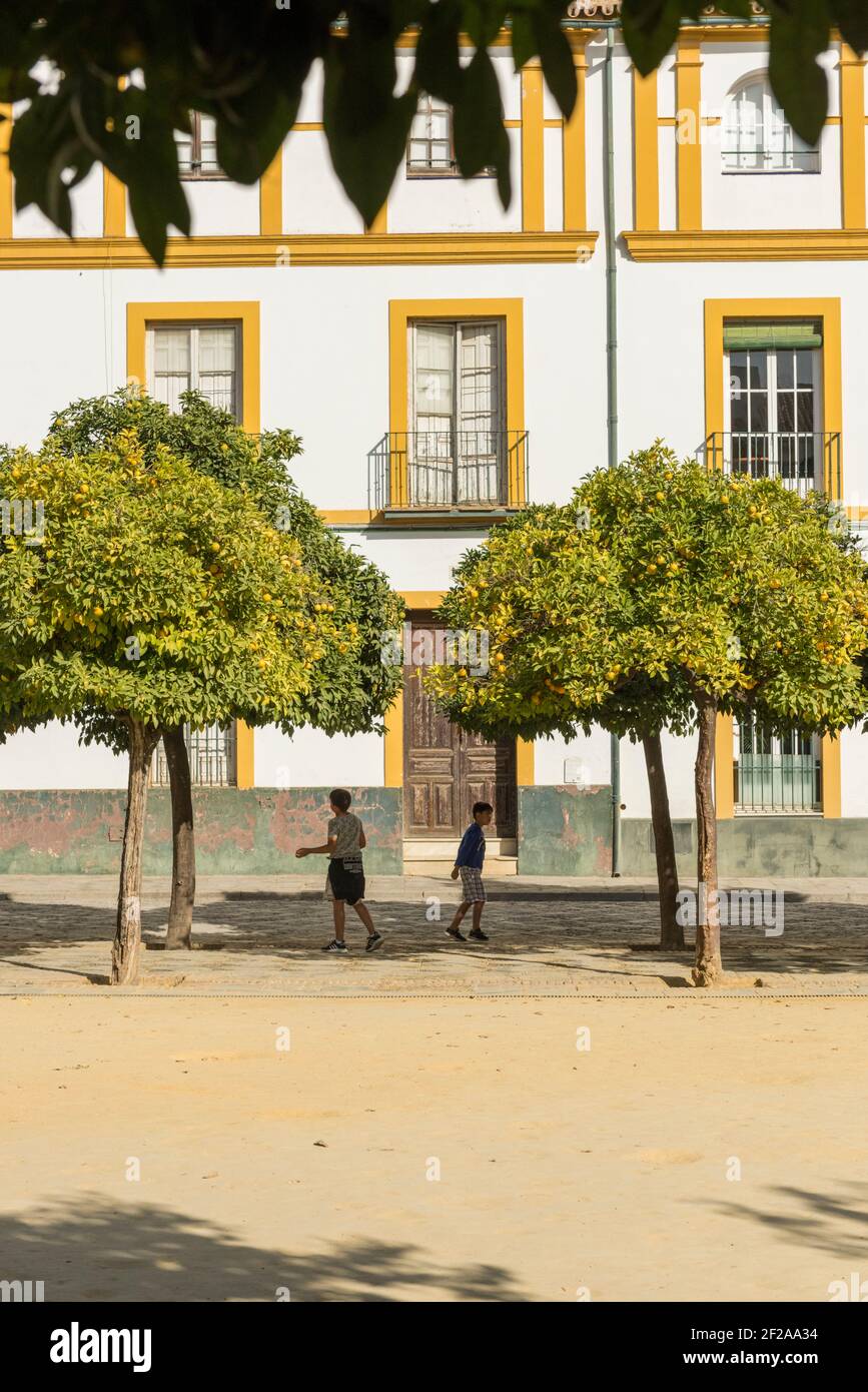Seville orange trees line a street in in Seville Spain Stock Photo - Alamy