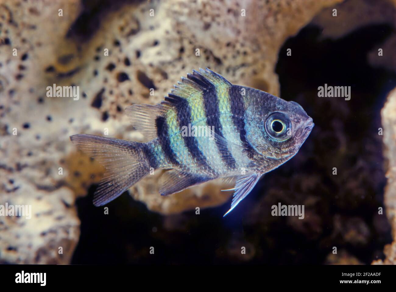 The sergeant major or píntano (Abudefduf saxatilis) is a species of ...