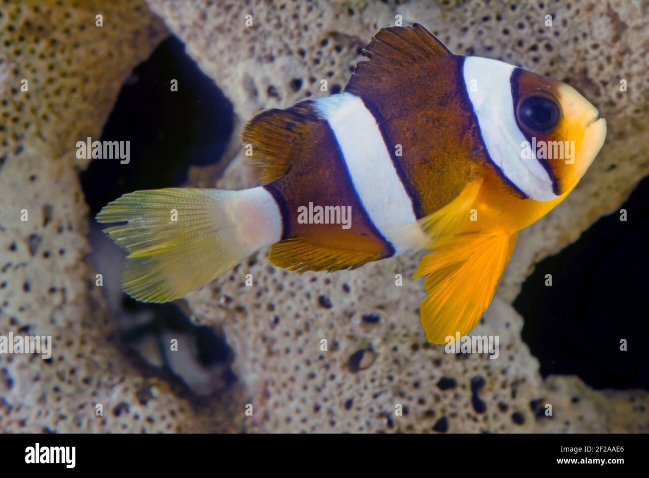 Yellowtail clownfish amphiprion clarkii hi-res stock photography and ...