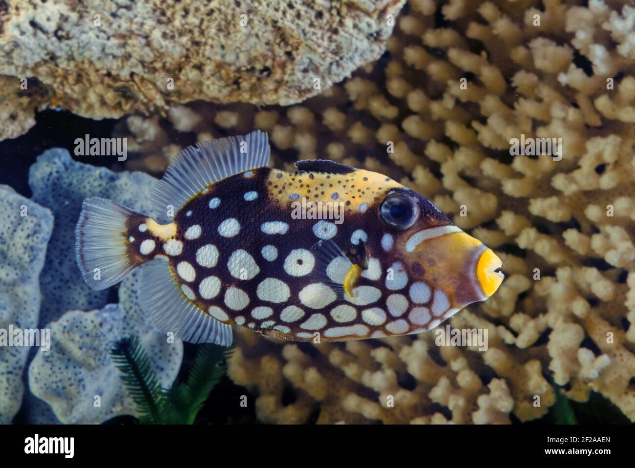 The clown triggerfish (Balistoides conspicillum), also known as the ...
