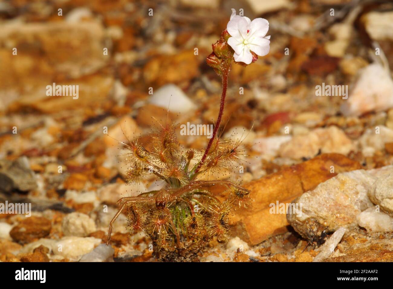 Pygmy spider hi-res stock photography and images - Alamy