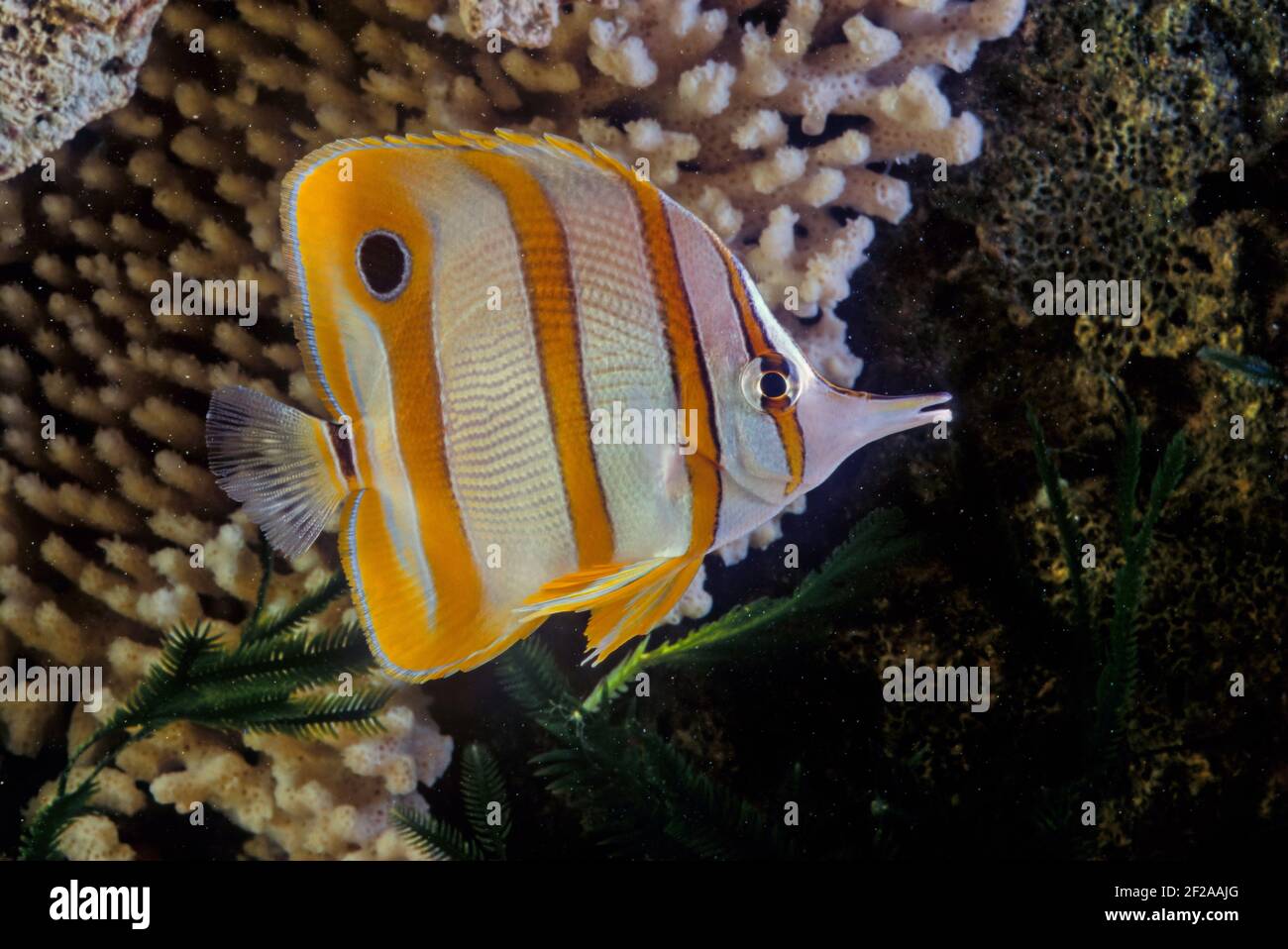 Copperband butterfly hi-res stock photography and images - Alamy